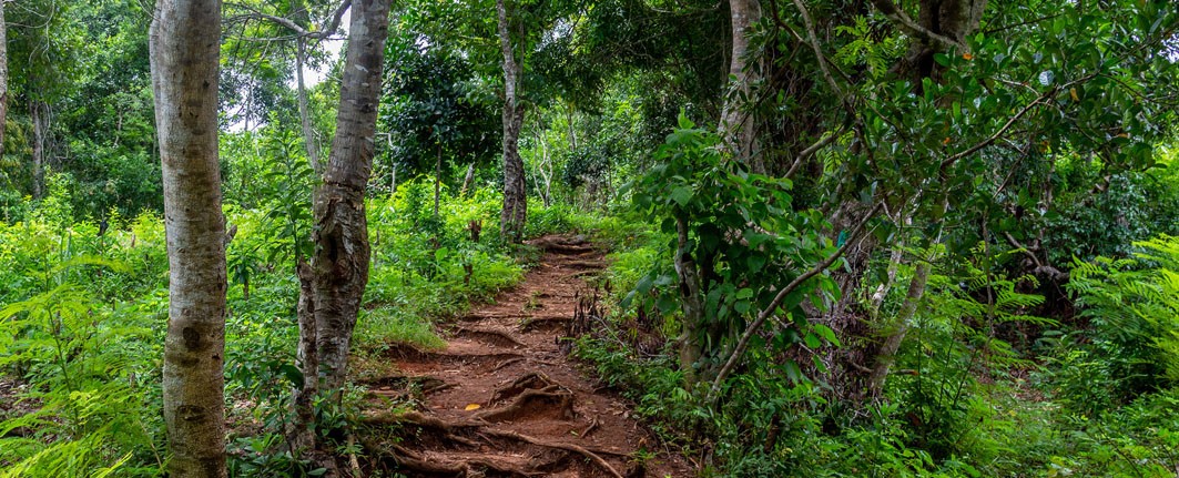 Lokobe National Park: An Eco-Adventure in Madagascar