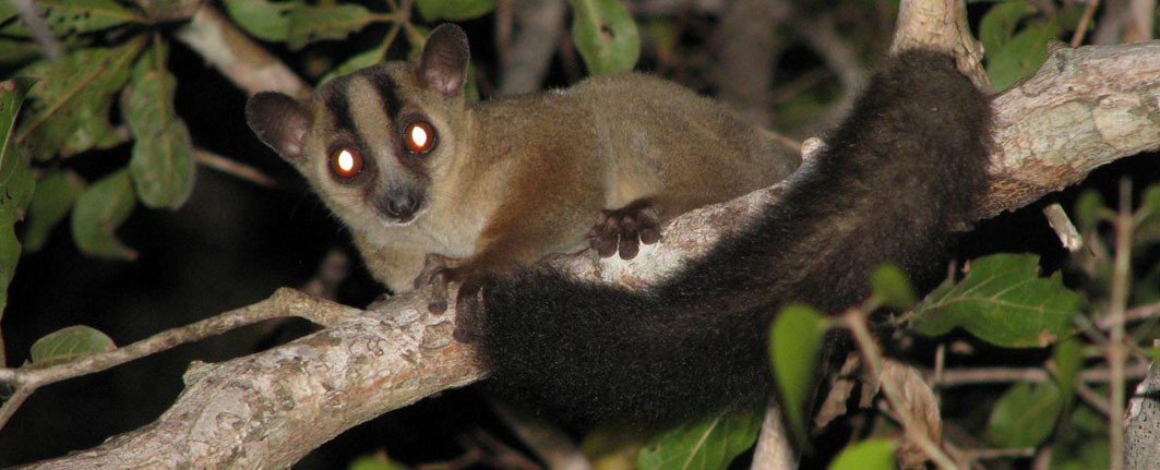 Fork-Marked Lemurs Madagascar Wildlife Guide