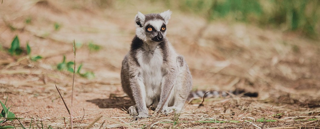 Madagascar has paradise little island to discover "Nosy Saba" - HT ...