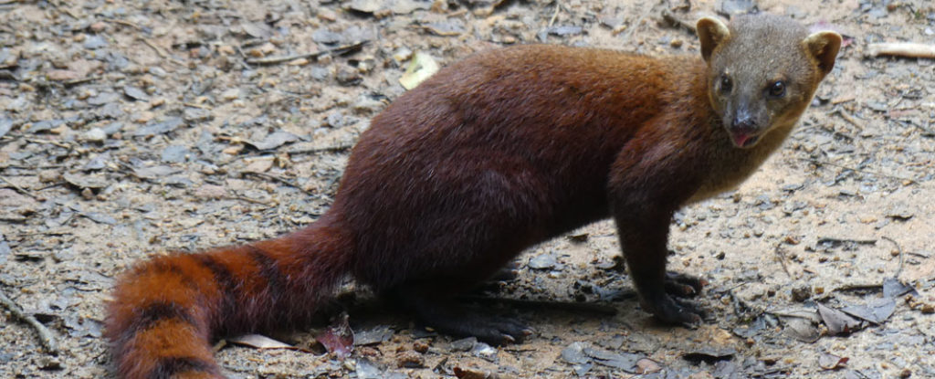 Eupleridae of Madagascar